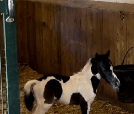 NMotion Equestrian » Horse Categories » Miniature Horses